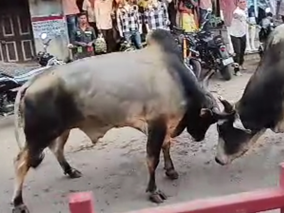 A 30-minute eye-to-eye battle between two giant ankhlas near the white ...