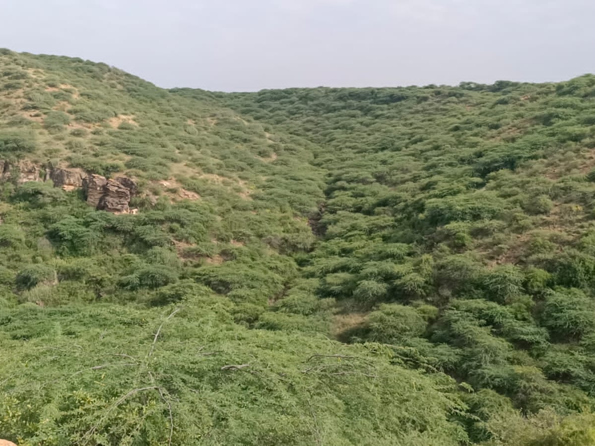 The hilly areas of Rapar taluka flourished with greenery after Meghmehr ...