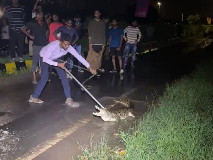 A five-and-a-half-foot-long crocodile was rescued from a cage on Harani ...
