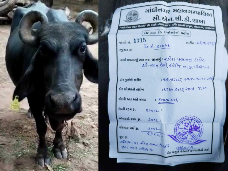 Scam of lakhs by showing wrong animal in cattle box | આક્ષેપ: ઢોરના ...