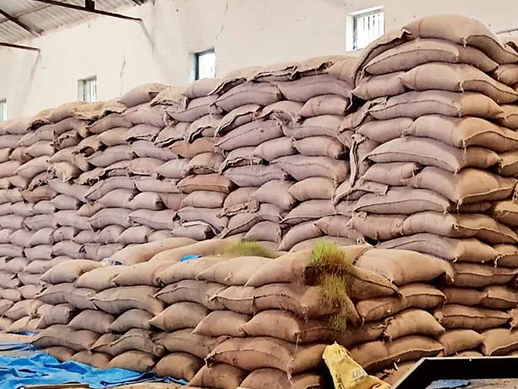 In Vansda, sprouts sprouted from wheat stalks kept in the government ...