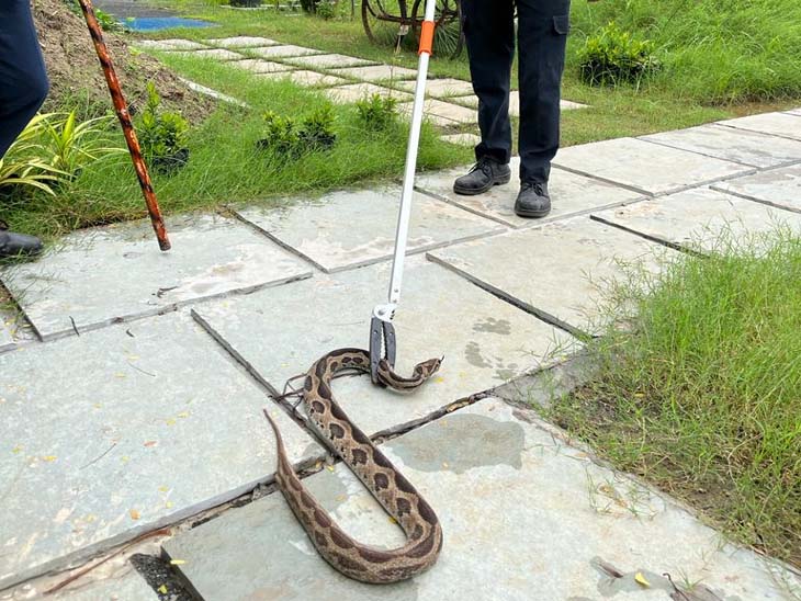 A highly venomous Russell's Viper snake emerges in Surat; The fire ...