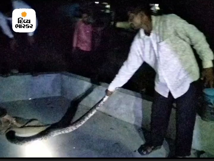 8 and 10 foot pythons running around | 8 અને 10 ફૂટના અજગર આવતા દોડધામ ...