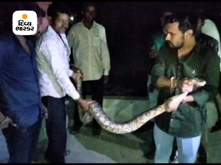 8 and 10 foot pythons running around | 8 અને 10 ફૂટના અજગર આવતા દોડધામ ...