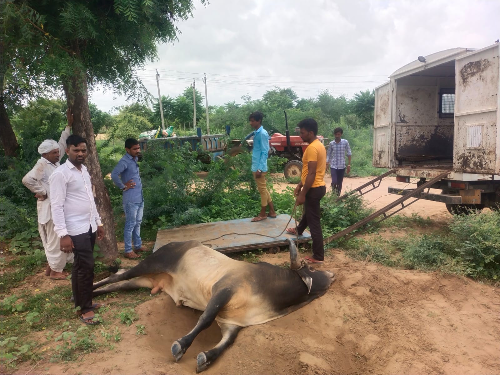 A sick bull was admitted to a cow hospital by cow lovers in Jadiali