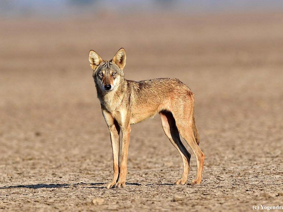 The rescue of a female wolf by the Ghudkhar Sanctuary Department proved ...