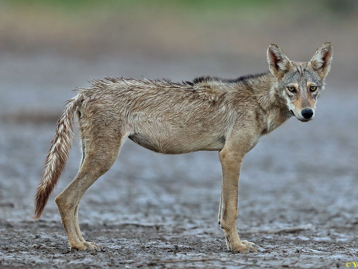 The rescue of a female wolf by the Ghudkhar Sanctuary Department proved ...