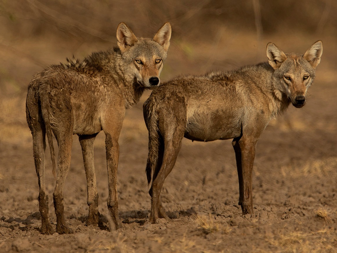 The rescue of a female wolf by the Ghudkhar Sanctuary Department proved ...