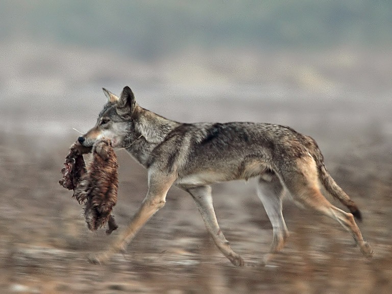 The rescue of a female wolf by the Ghudkhar Sanctuary Department proved ...