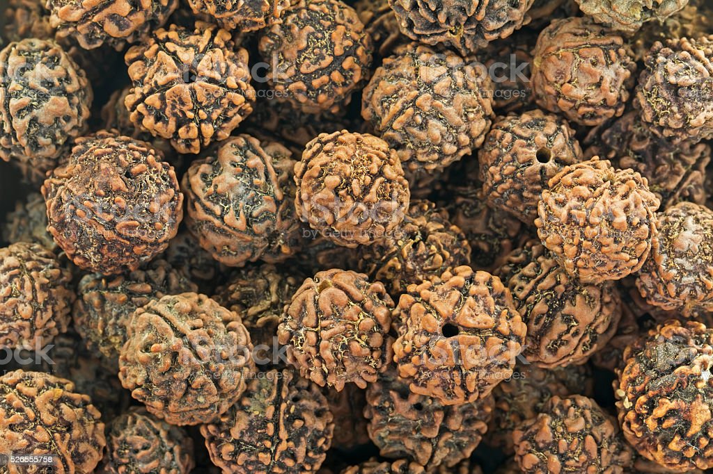 What did Shivaji preach to Parvati about Rudraksha? Why does Lord Shiva ...