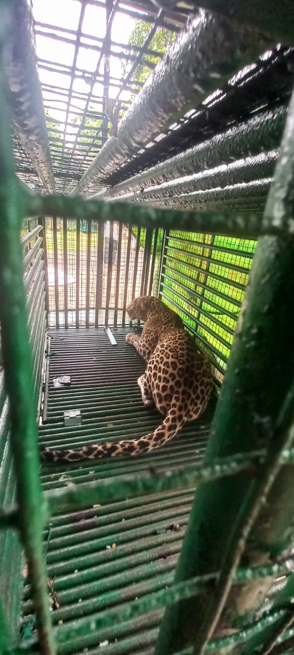 From Tezpore village, the leopard cages got people cheered | હાલાકી ...
