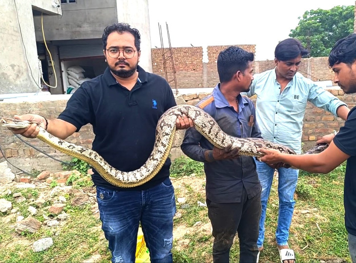 Panic among the villagers when a nine-foot giant python came to Melasan ...
