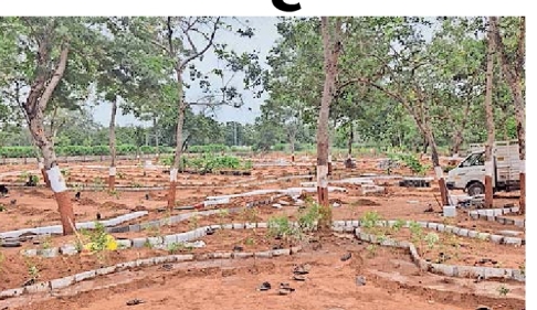 Map of Gujarat made from 1111 trees in Amrit Vatika | સીએમ લોકાર્પણ ...
