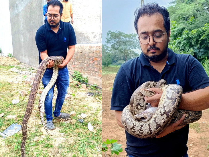 Panic among the villagers when a nine-foot giant python came to Melasan ...