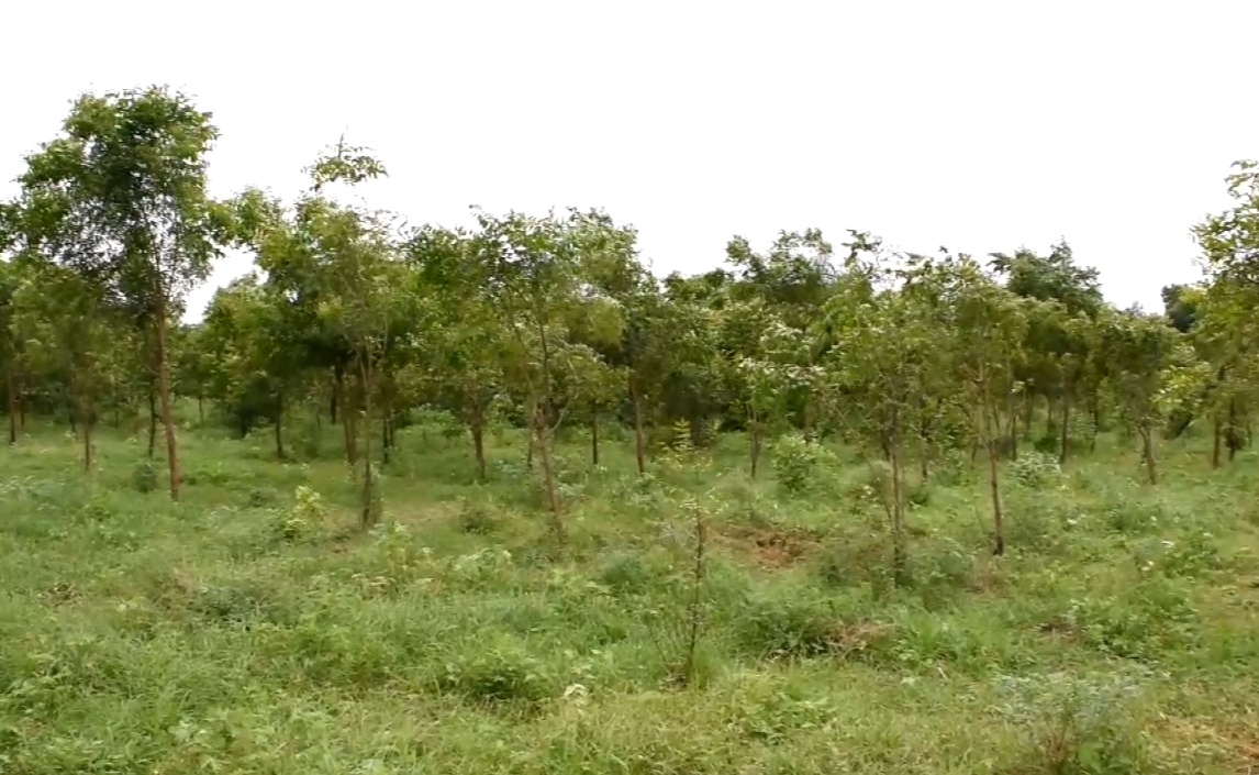 Cultivation of 60 thousand trees in 30 hectares of gauchar in Ghadi ...
