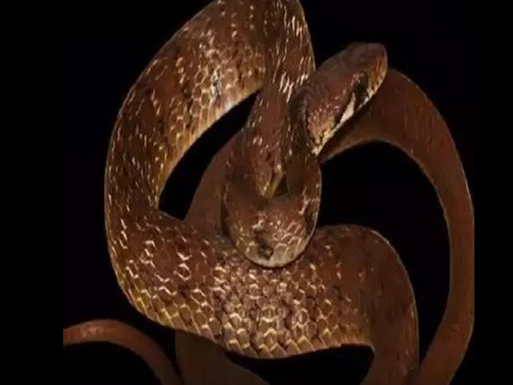 A new species of snake was discovered in the Western Ghats of ...