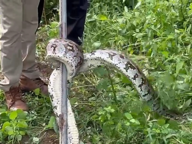 A giant python entered the Ambawadi of the MLA | ધારાસભ્યની આંબાવાડીમાં ...