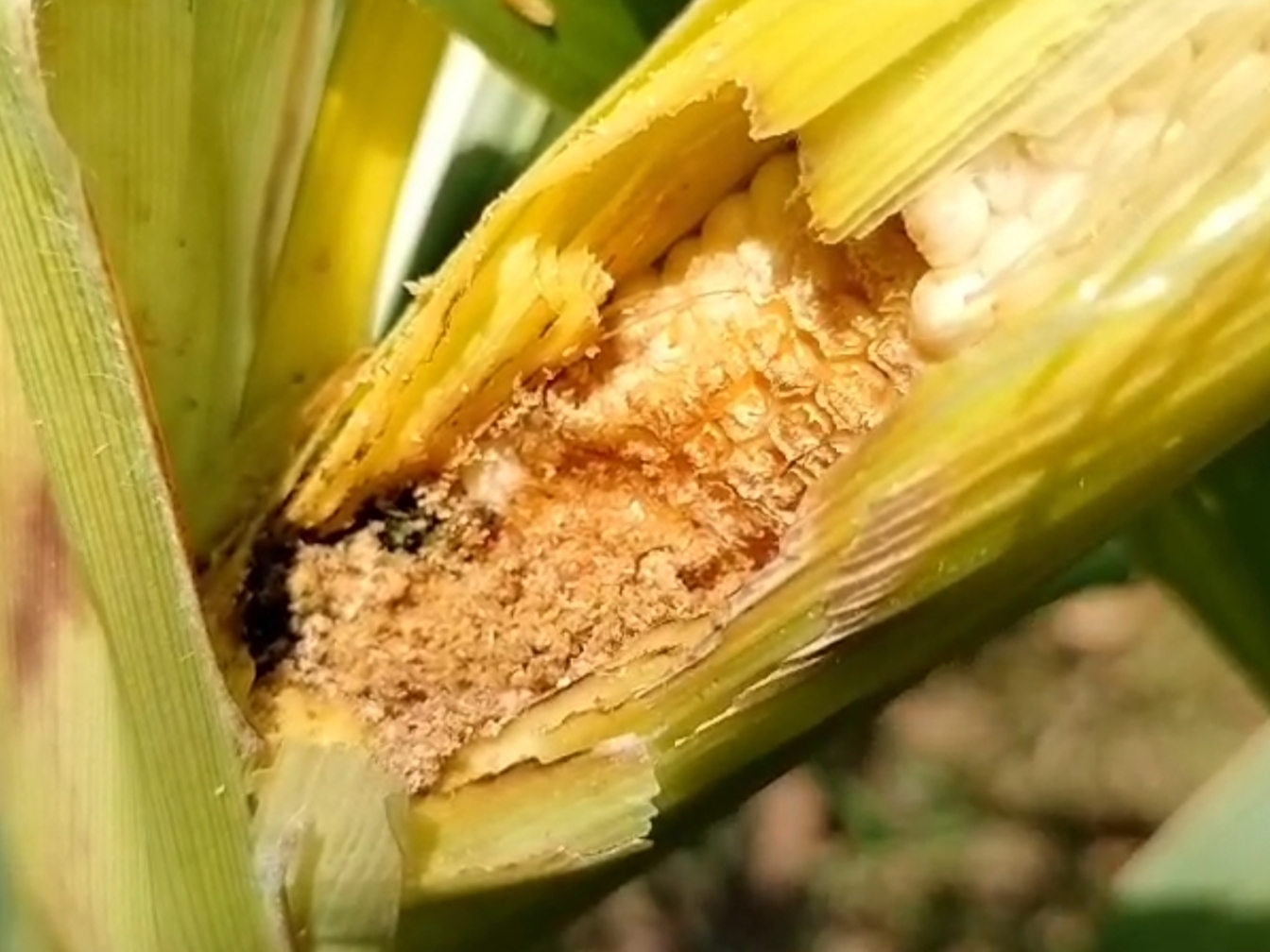 Crops are completely destroyed due to the infestation of caterpillars ...