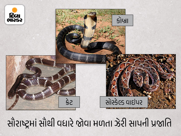 'I've never been afraid of snakes!'