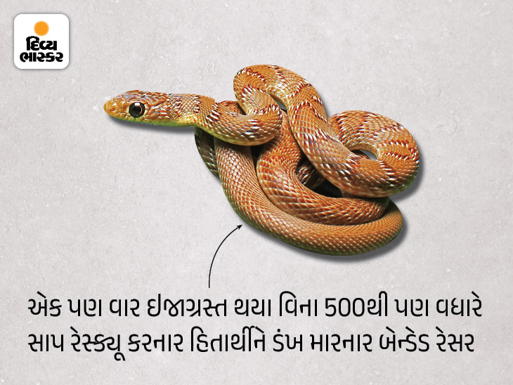 'I've never been afraid of snakes!' | 'મને ક્યારેય સાપથી ડર લાગ્યો જ ...