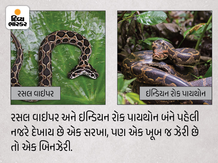 'I've never been afraid of snakes!'