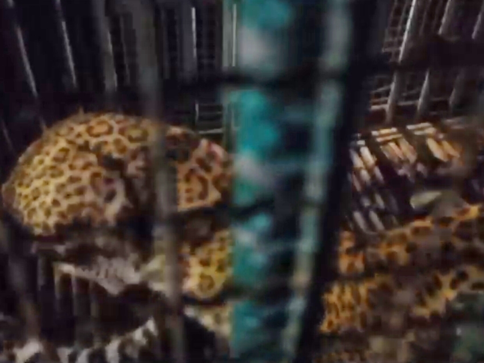 Khunkhar leopard shifted to Jashadhar Animal Care Center in Seem Wadi ...