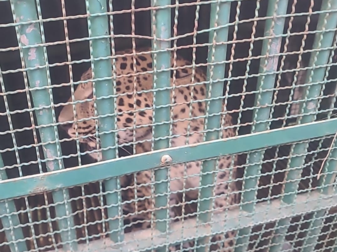 Khunkhar leopard shifted to Jashadhar Animal Care Center in Seem Wadi ...