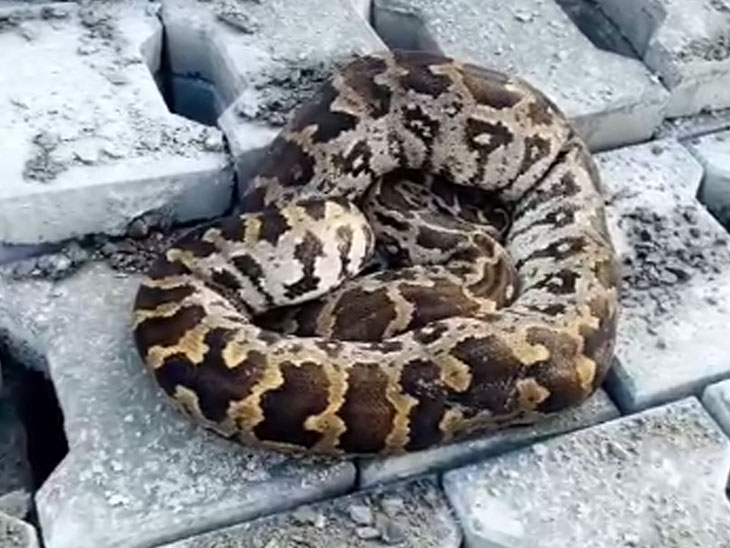 A 6-foot-long python emerges from a factory in Sanand's Mankol village ...