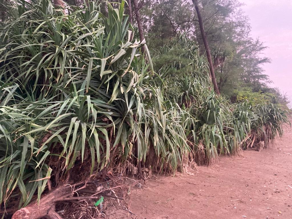 In the coastal area of Umargam, maximum number of kevada bushes have ...