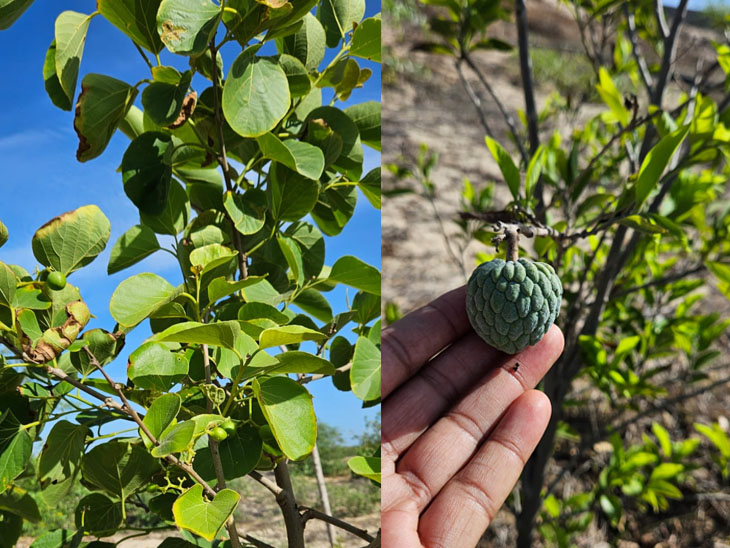 Hetal fruit-flower trees in the sandy soil of the Mandvi Sea | મન્ડે ...