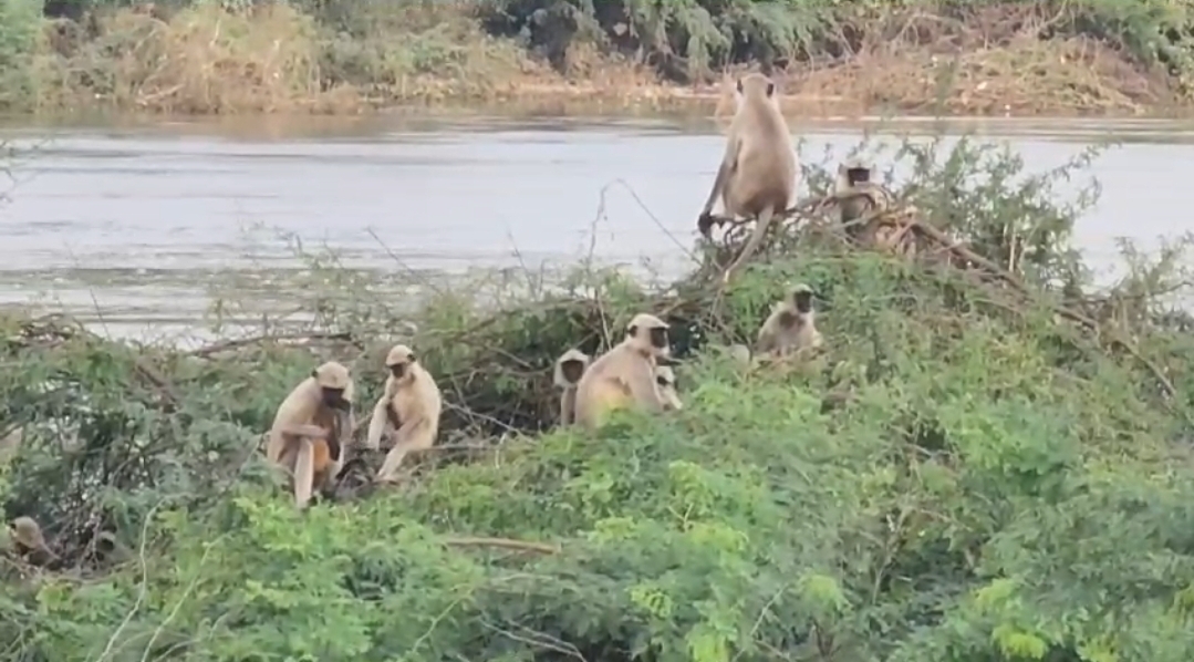 20 monkeys were trapped on the acacia tree when the water receded in ...