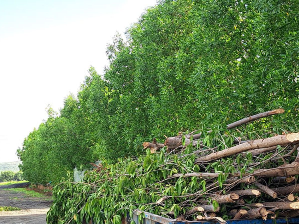 Conocarpus saplings in forest department nurseries and plantations are ...