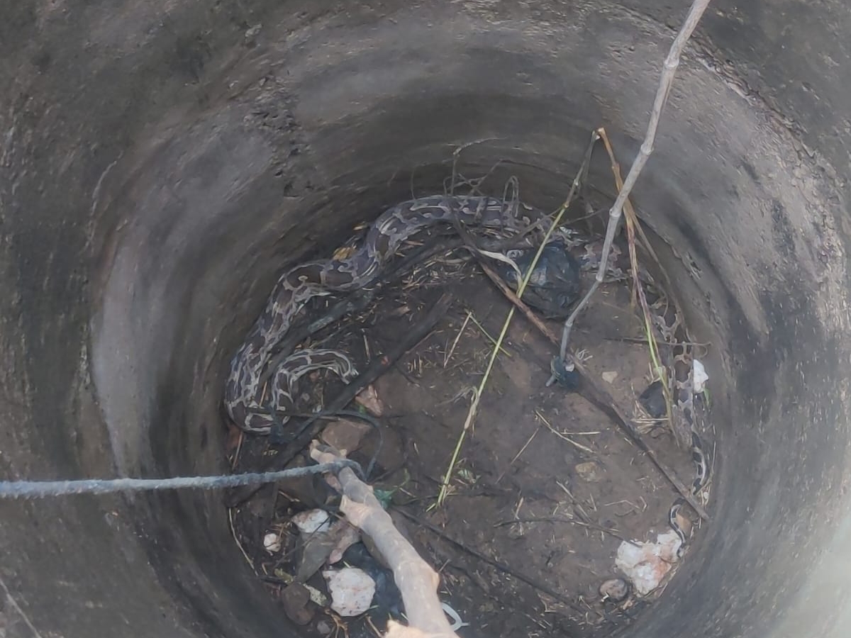 A giant python crawled into a farm pond; He was successfully rescued by ...