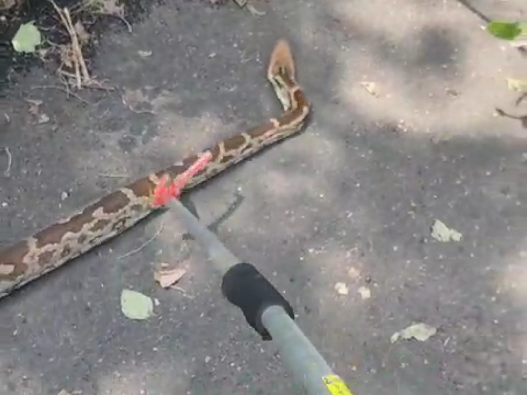A giant python crawled into a farm pond; He was successfully rescued by ...