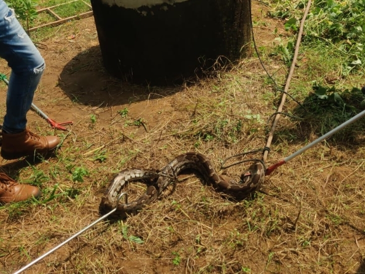 A giant python crawled into a farm pond; He was successfully rescued by ...