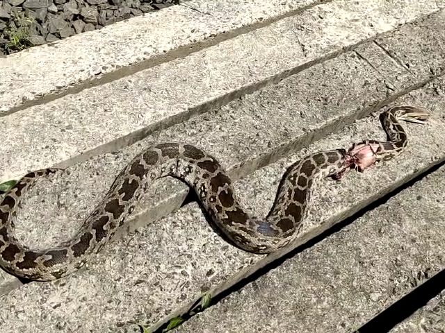 In Anand, the train overturned on a 7 feet long python, the python died ...