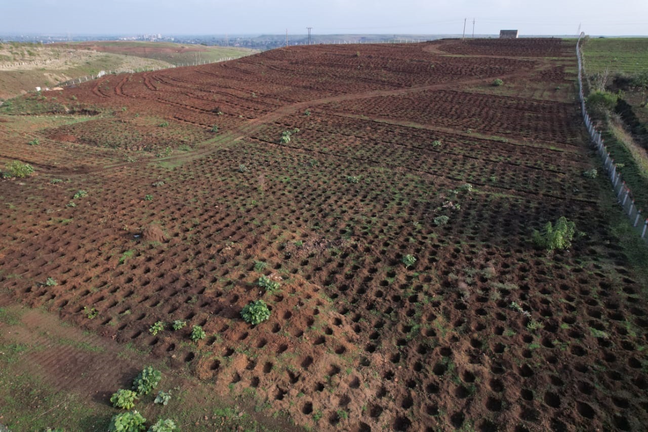 A dense forest will be created in Dahod using the Japanese Miyawaki ...