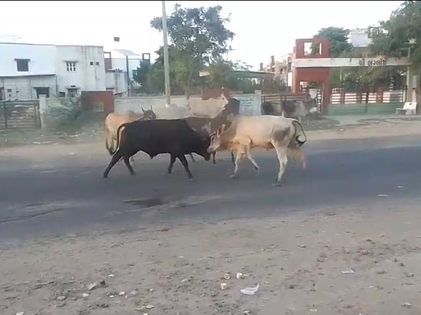 The wheels of vehicles stalled near Sudama Chowk in Patan where bulls ...