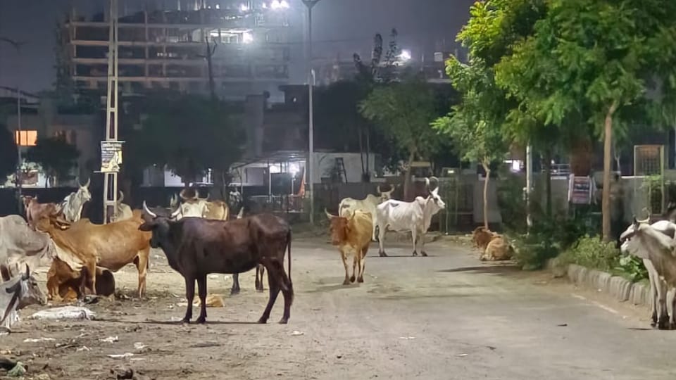 Fear of fatal accident due to increased persecution of stray cattle in ...