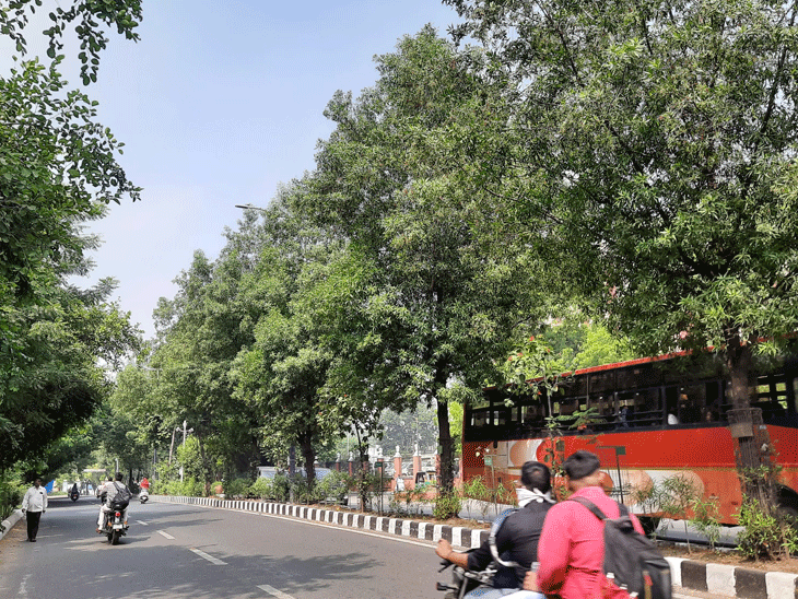 The number of conocarpus trees in Vadodara is over 24 thousand
