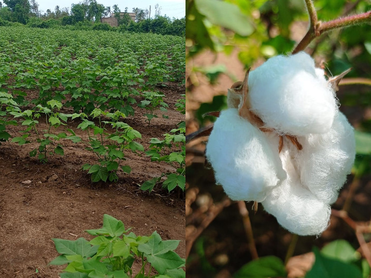 India's largest cotton production in Gujarat, 26 lakh hectares planted ...