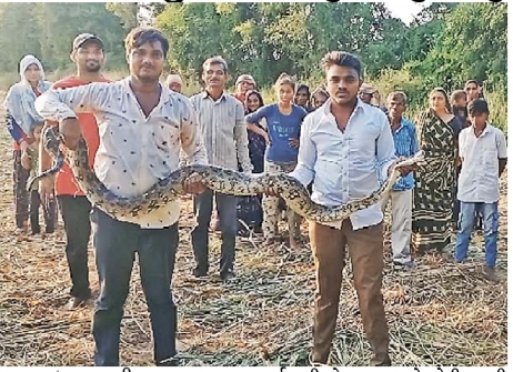 A 9-foot python was rescued in Vadu village and a 7-foot python in ...