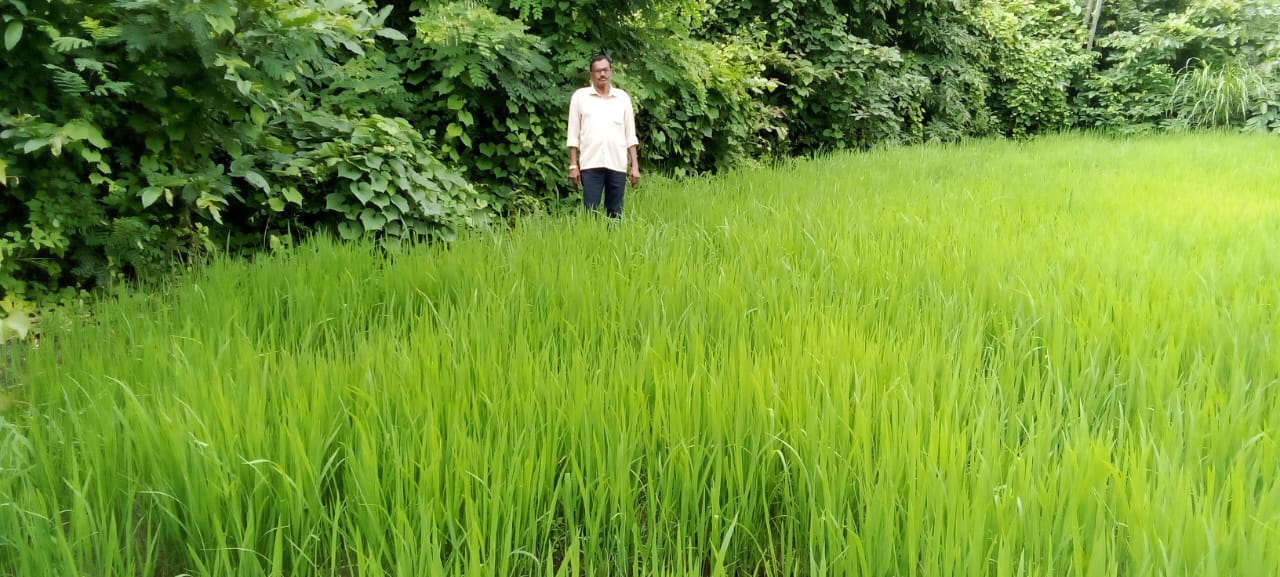 A farmer of Umargam Saronda village harvested a bumper crop of paddy by ...