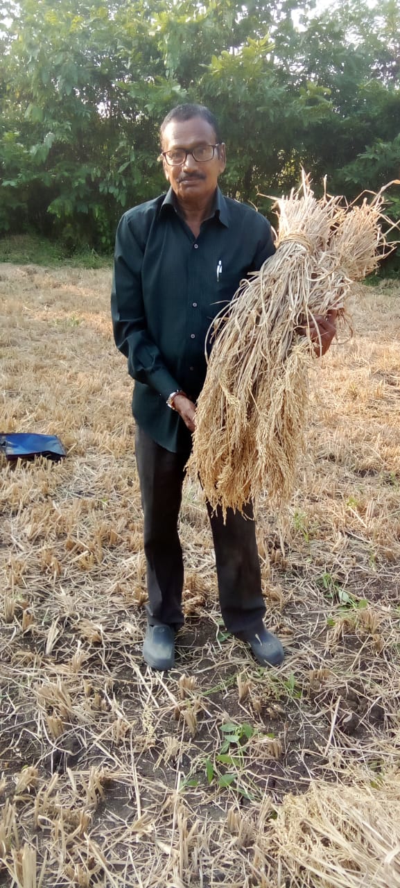 A farmer of Umargam Saronda village harvested a bumper crop of paddy by ...