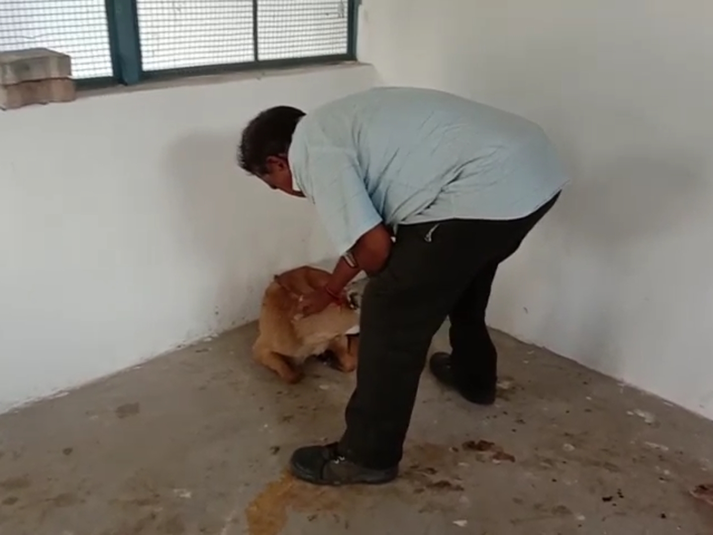 Ajuja village of Saraswati handed over a nilgai cub injured by a dog ...