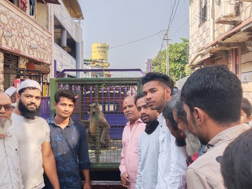 Terrorizing Kapiraj caged | આતંક મચાવતા કપિરાજ પાંજરે પુરાયા: આમોદના ...