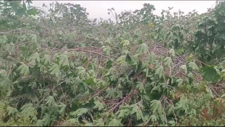In Vadodara district, crops of cotton, tuvar and diwela were lost due ...