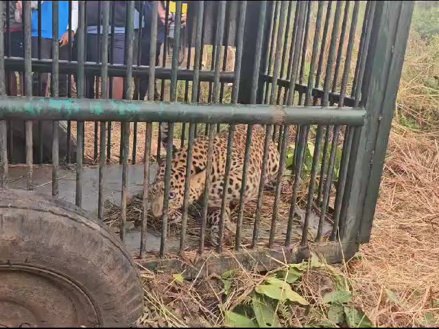 In Jalalpur's Karadi village, while the leopard was being taken away ...