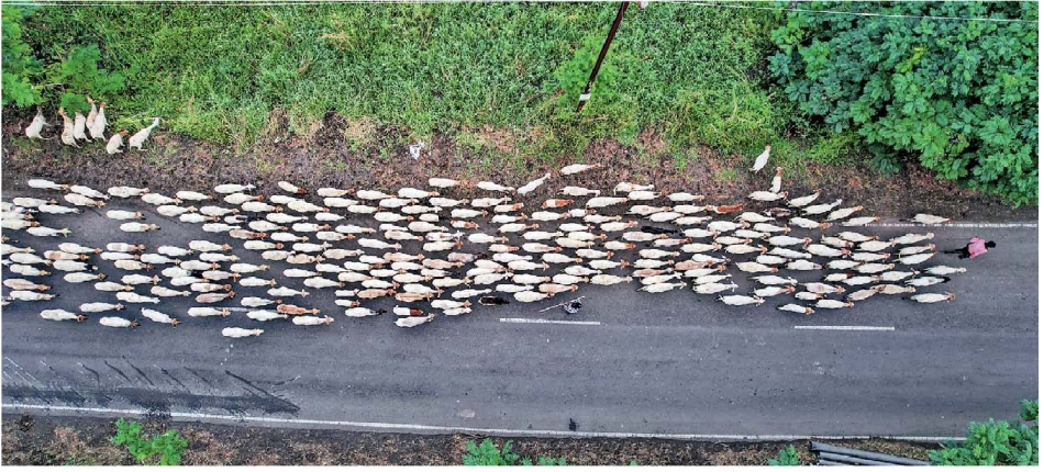 Herdsmen of Maharashtra's Sakri taluka became guests of Surat in search ...