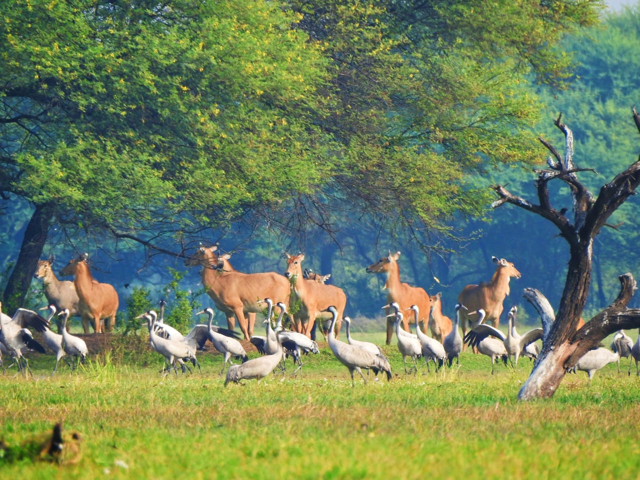 After covering a distance of 10 present km, Kunj Bird became a guest ...